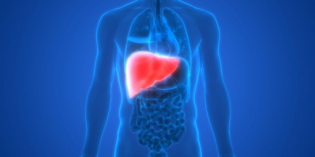 Ecografía del Hígado | Radiología La Serena